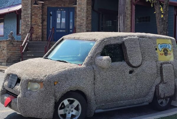 Totally redeemed! Local doggie daycare makes a 'Dumb & Dumber' inspired car
