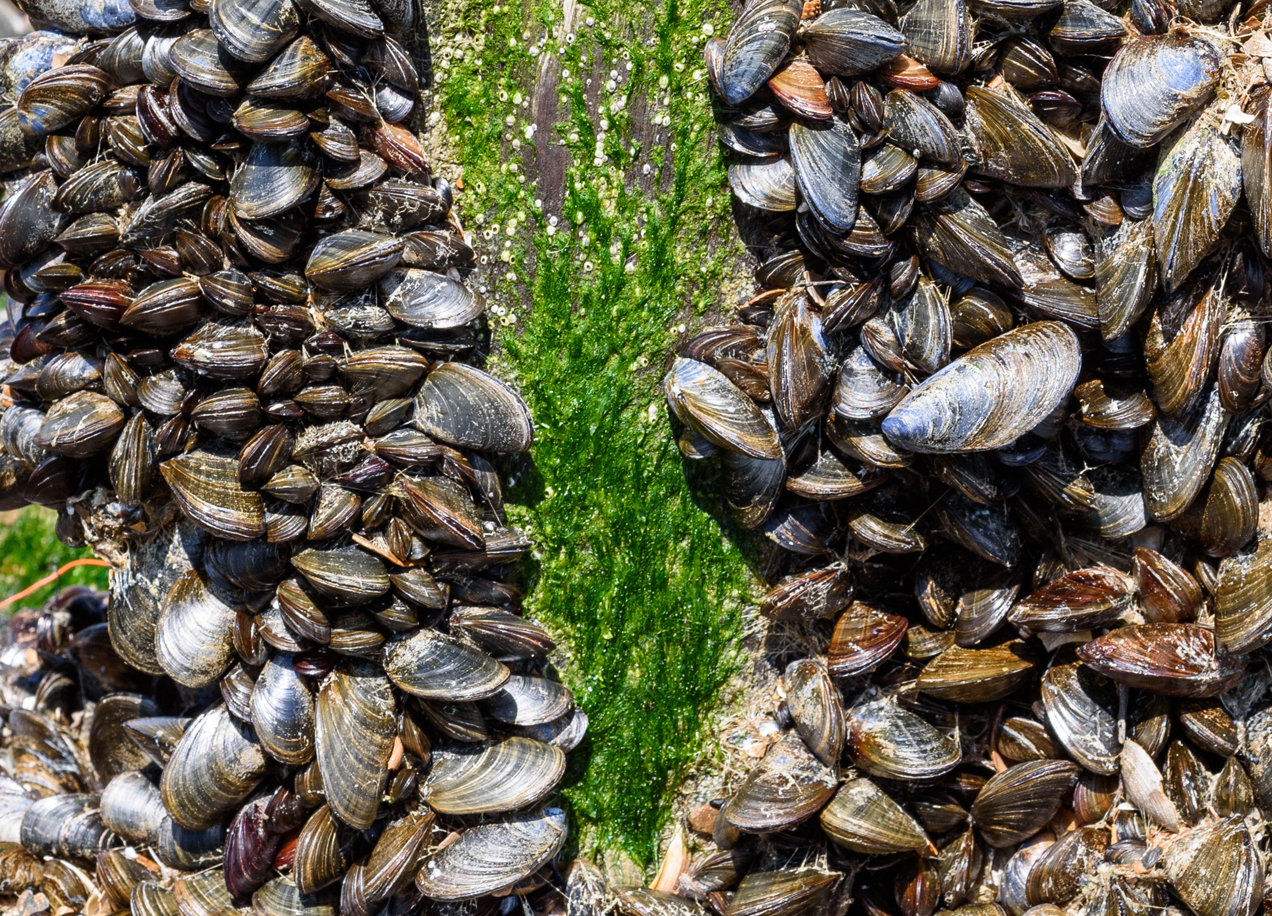 How the Kansas City Zoo is working to restore the population of native ...