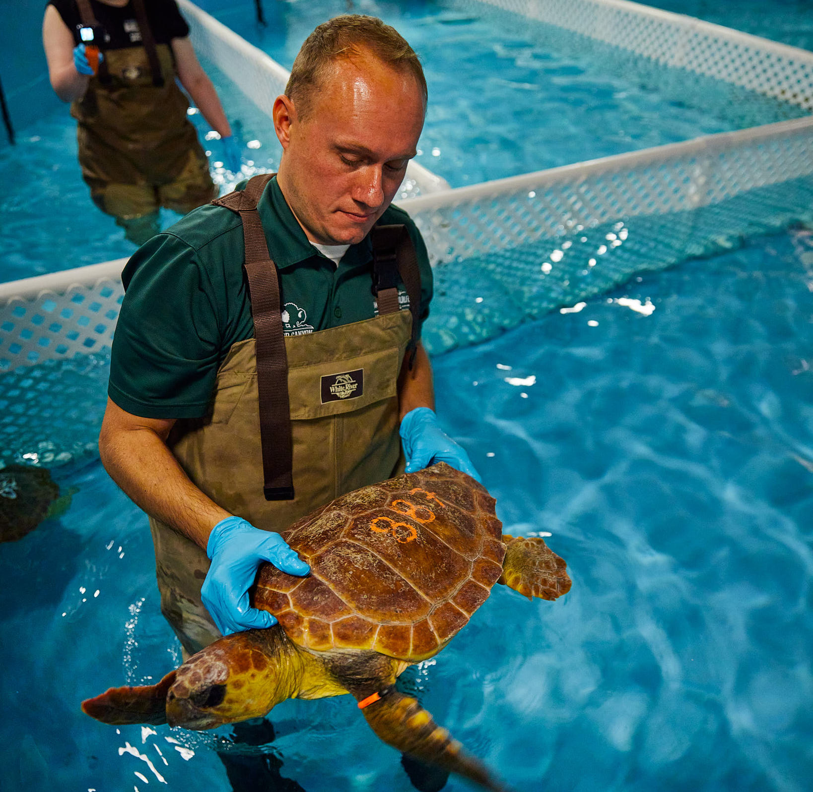 A Missouri aquarium is saving cold-stunned sea turtles
