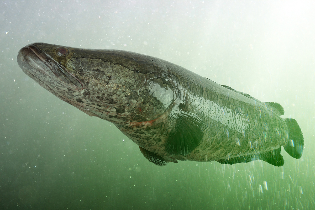 Anglers are being asked to keep a look out for the invasive snakehead