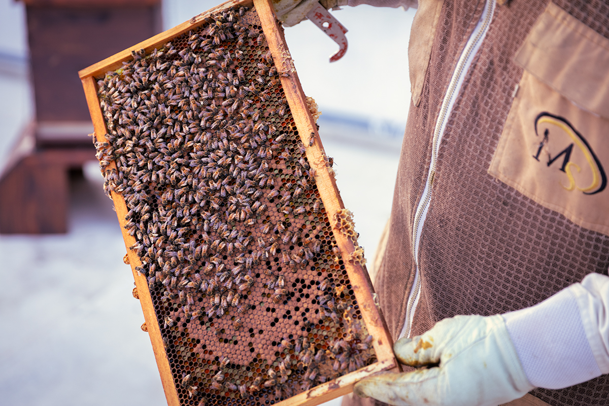 Bee hives are scattered throughout the urban core and metro via ...