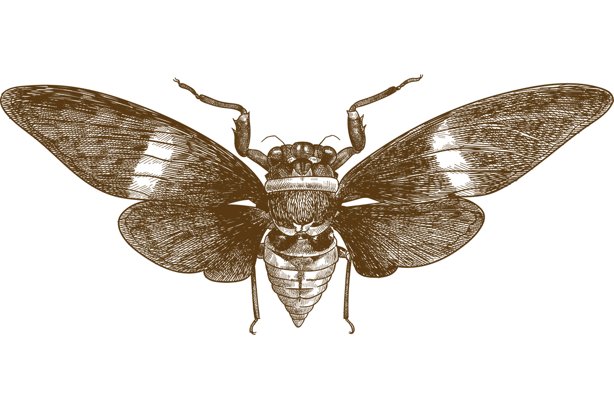 What to expect from this summer’s cicada emergence