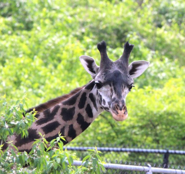 KC Zoo plans to build a new Giraffe habitat - Kansas City Magazine