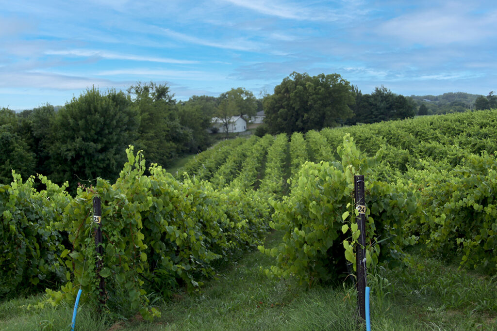 A Casual guide to Missouri Wine